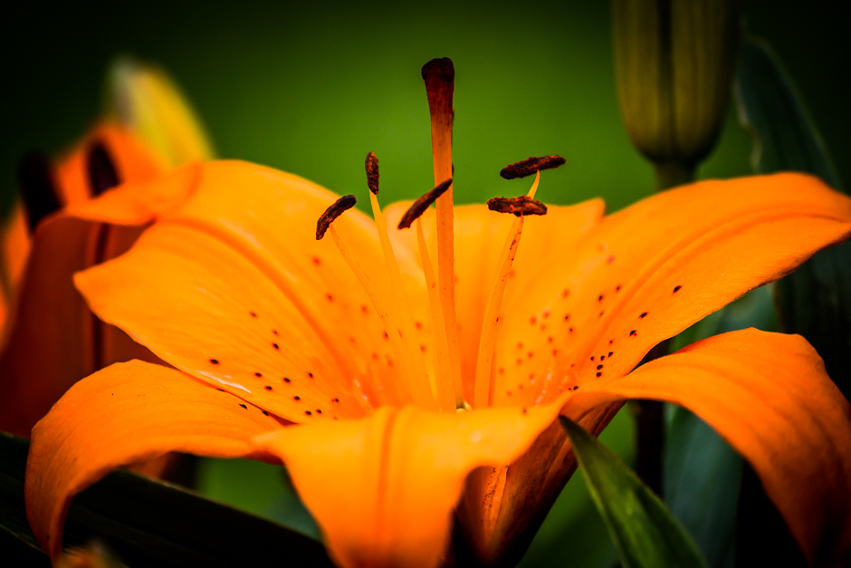 Lily | Aaron Powis Photography